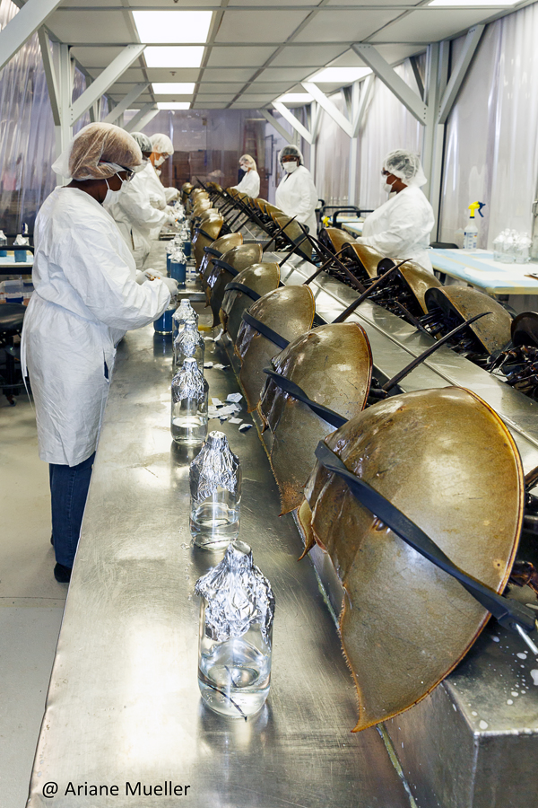 » Bacterial Endotoxin Test Manufacturing | The Horseshoe Crab